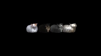 Panzoid